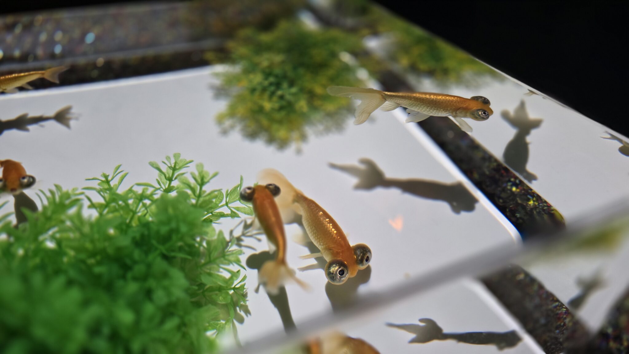 🐟銀座のアートアクアリウム「夏のアートアクアリウム2025」を徹底ガイド - 水族館のにゃんにゃん