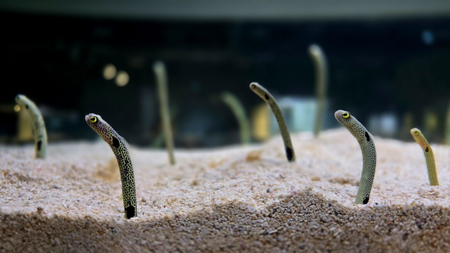 🐟 AOAO SAPPORO 徹底ガイド｜札幌の都市型水族館の見どころ - 水族館のにゃんにゃん