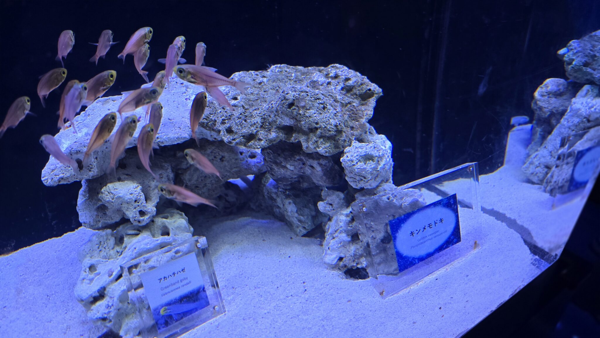 SNOW AQUARIUM by NAKED 徹底ガイド｜マクセルアクアパーク品川の見どころ